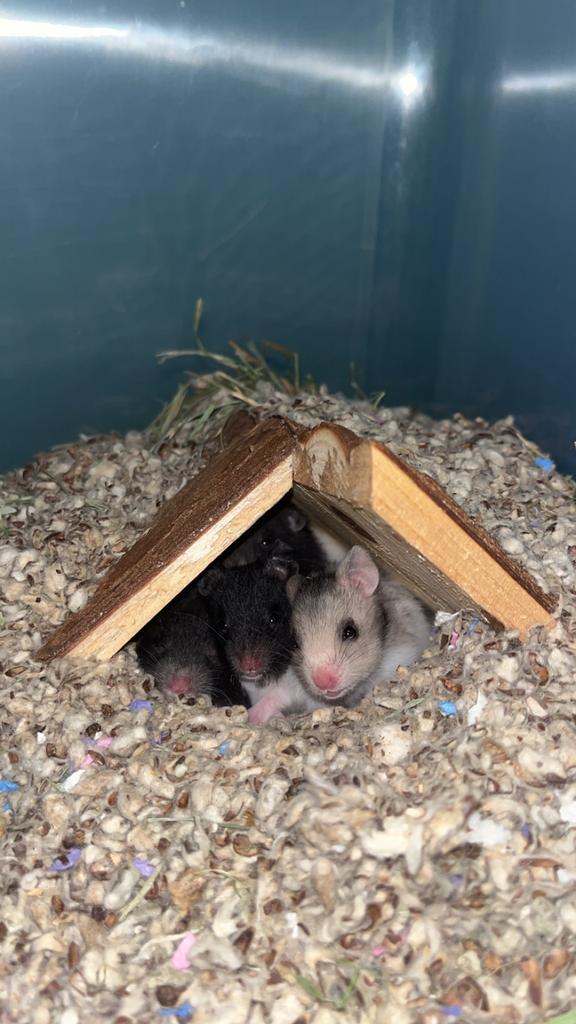 ≥ Knaagdieren | Hamster - Marktplaats